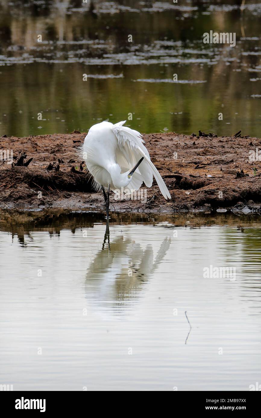 Great White Egret Preening Stock Photo - Alamy