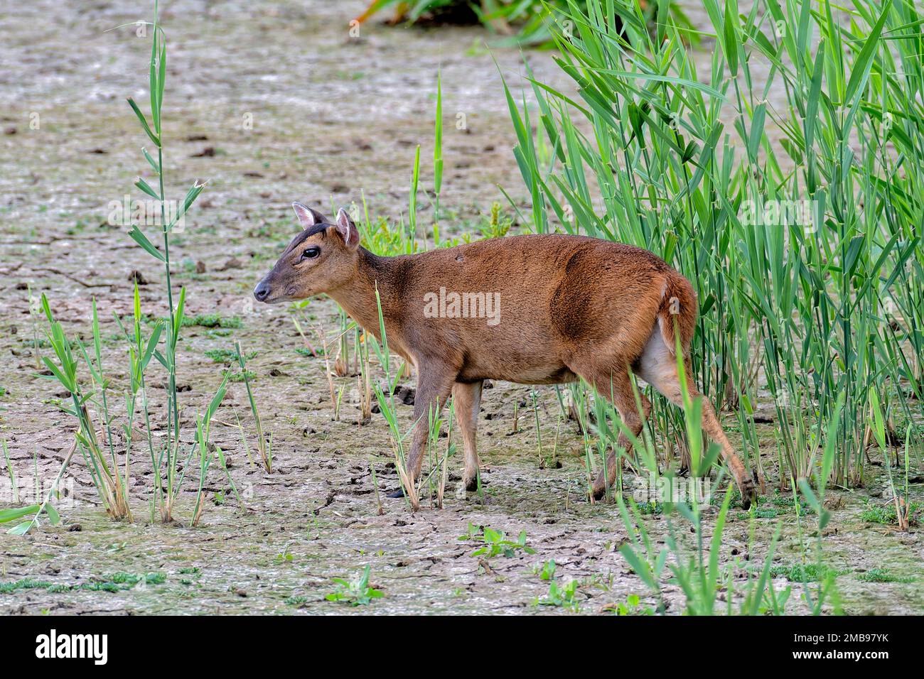 Rib faced deer hi-res stock photography and images - Alamy