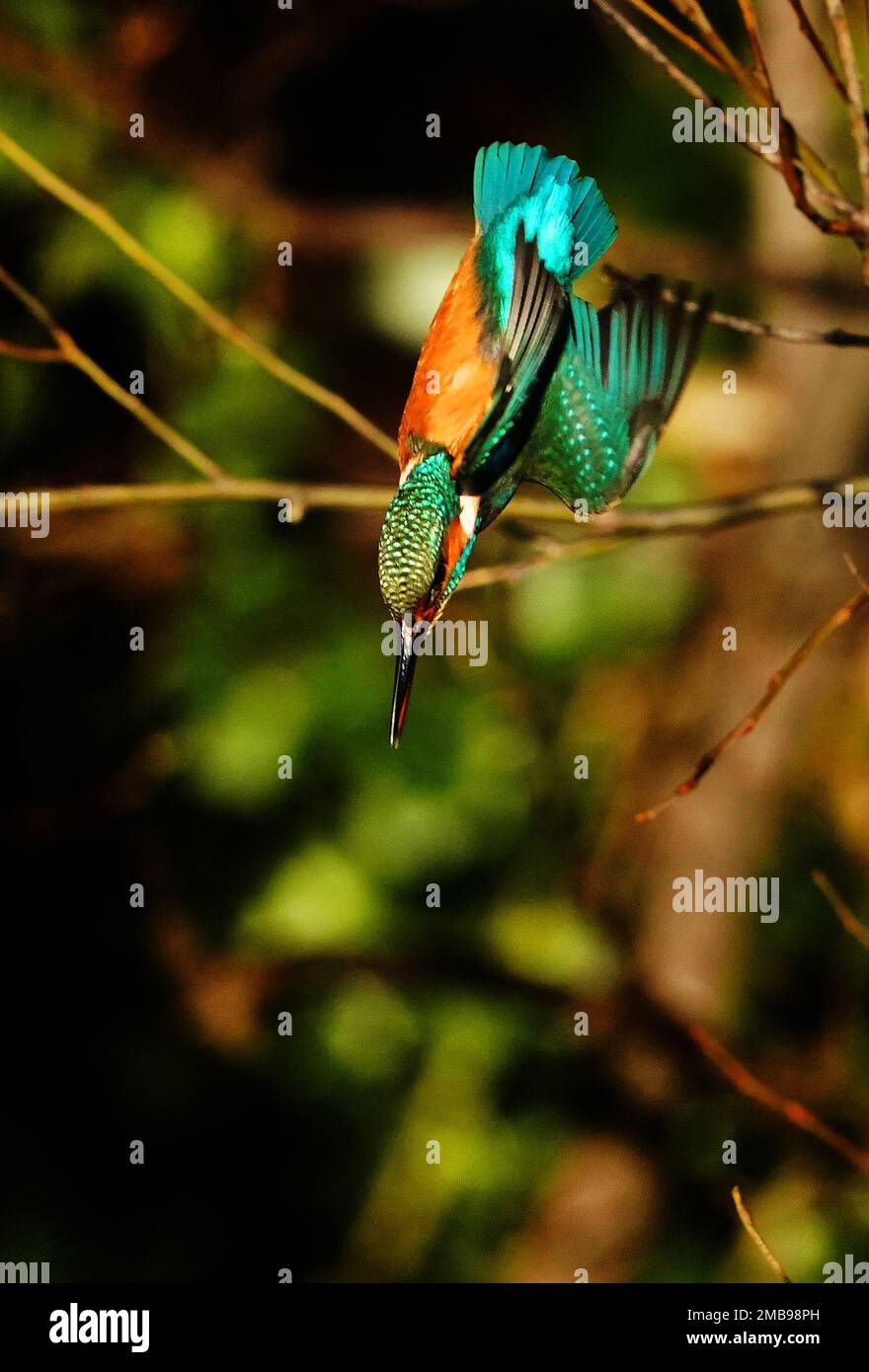 A kingfisher dives from the branch of a tree on the banks of the Dodder ...