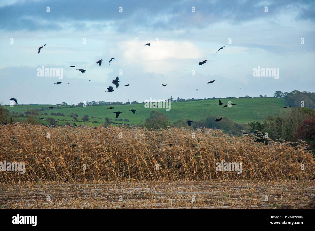 Crows eating a crop of maize Stock Photo - Alamy