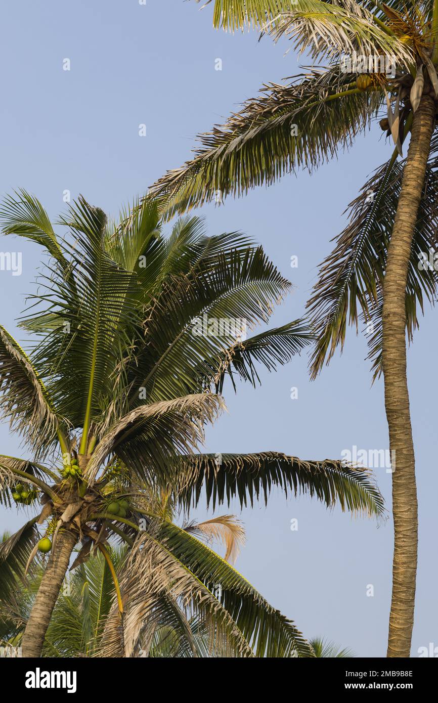 Coconut tree with tender coconuts and green leaves swaying in the wind ...