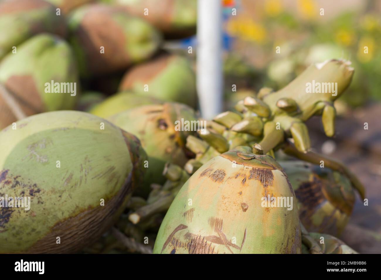 green tender coconut kept near sea beach for selling coconut water ...