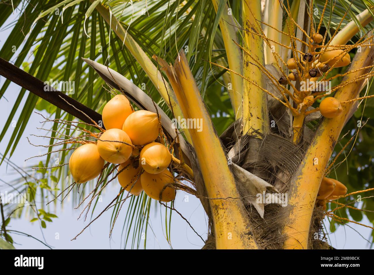 Photo of coconut leaves hi-res stock photography and images - Alamy