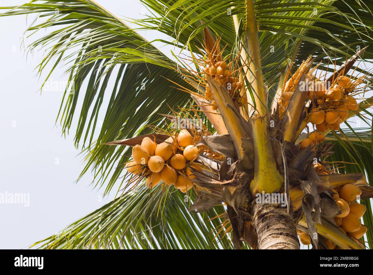 Photo of coconut leaves hi-res stock photography and images - Alamy