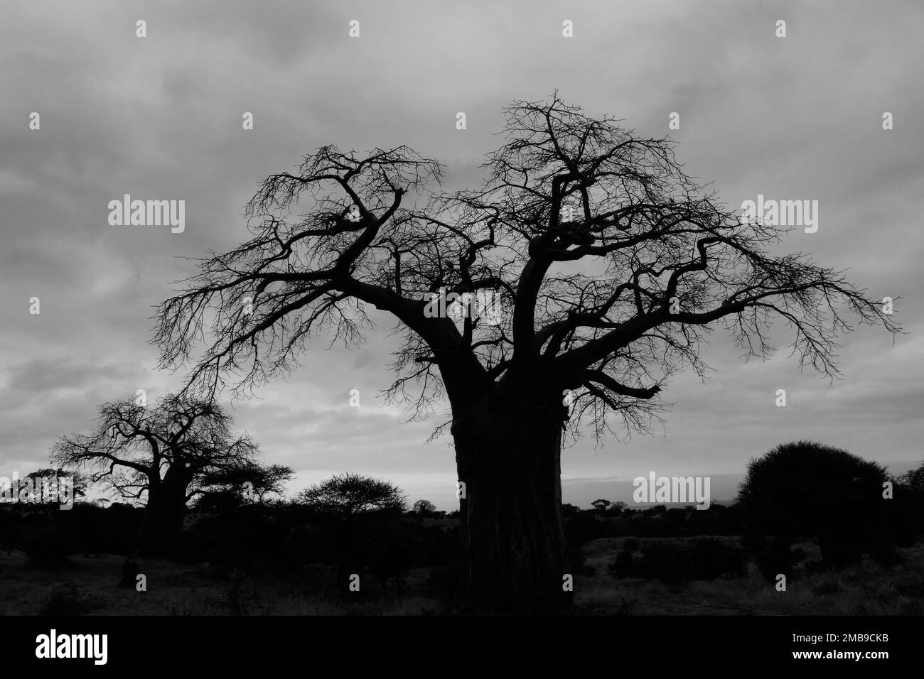 Parco africa hi-res stock photography and images - Alamy