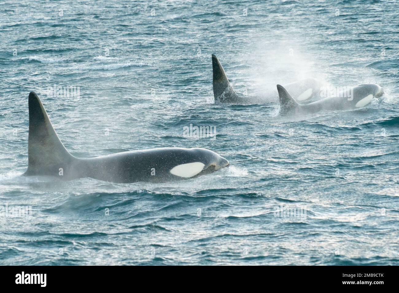 A high angle shot of beautiful orca whales swimming in blue water Stock ...