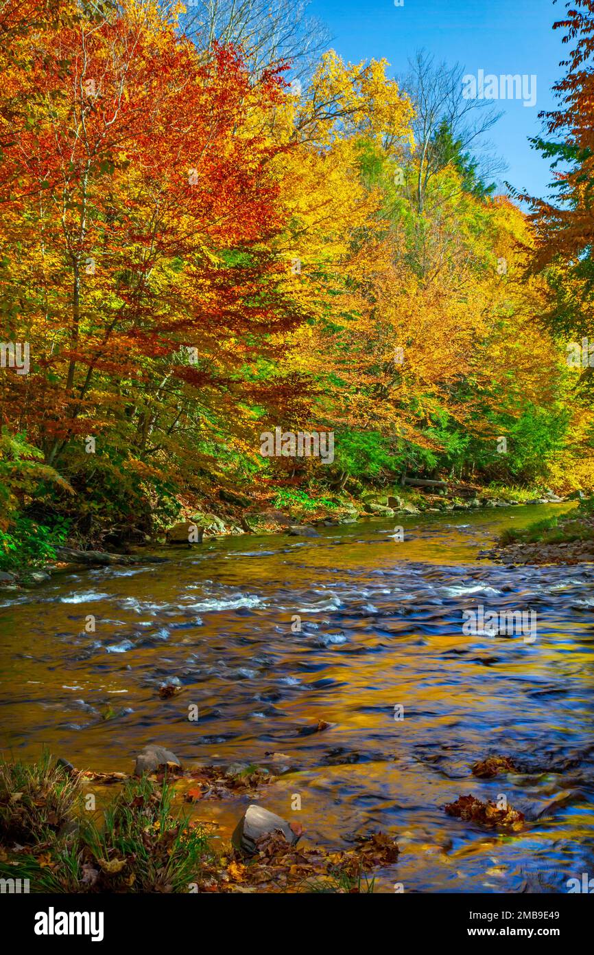 The Lackawaxen River, a tributary of the Delware River, in autumn at ...