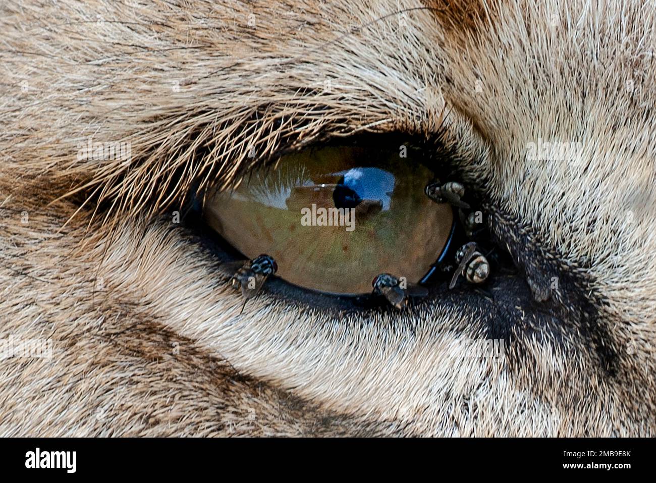africa, lioness eye Stock Photo - Alamy