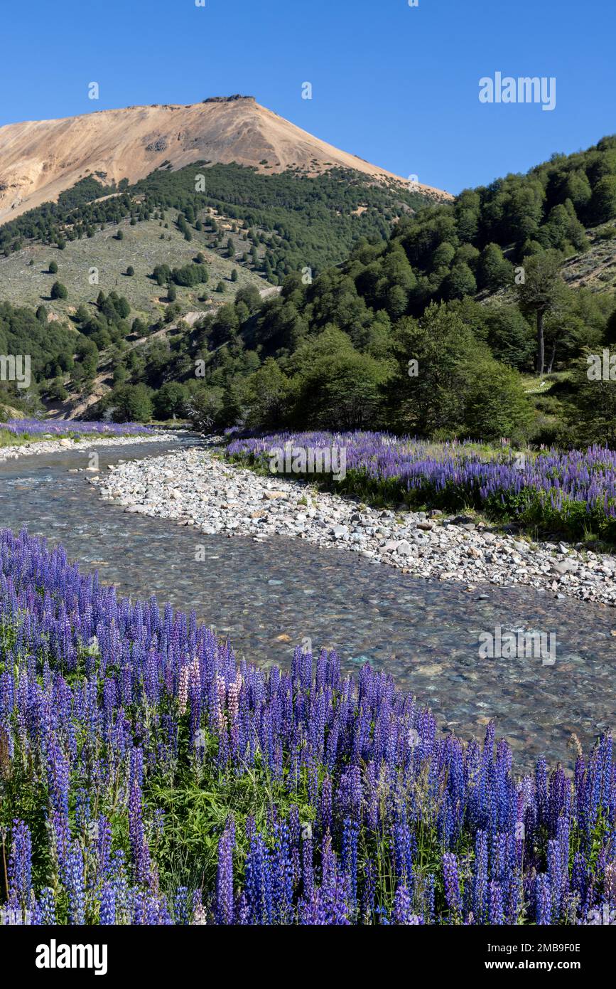 Purple plants along a crystal clear creek while driving the Carretera ...