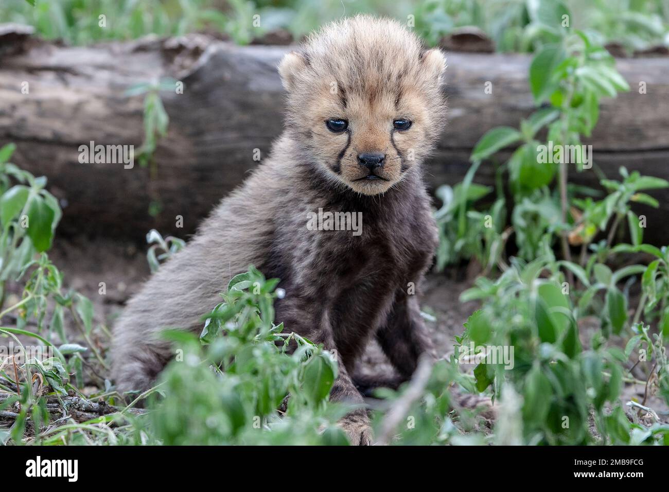 africa, Cheetah cub Stock Photo - Alamy
