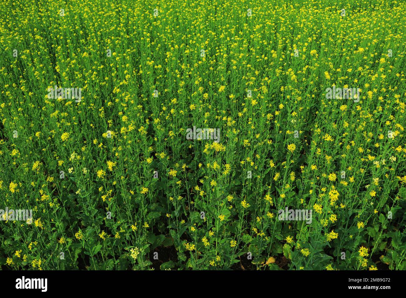Mustard colored flowers hi-res stock photography and images - Alamy