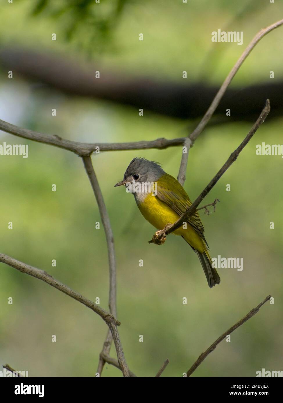 Gray-headed Canary-Flycatcher (Culicicapa ceylonensis) sitting on a ...
