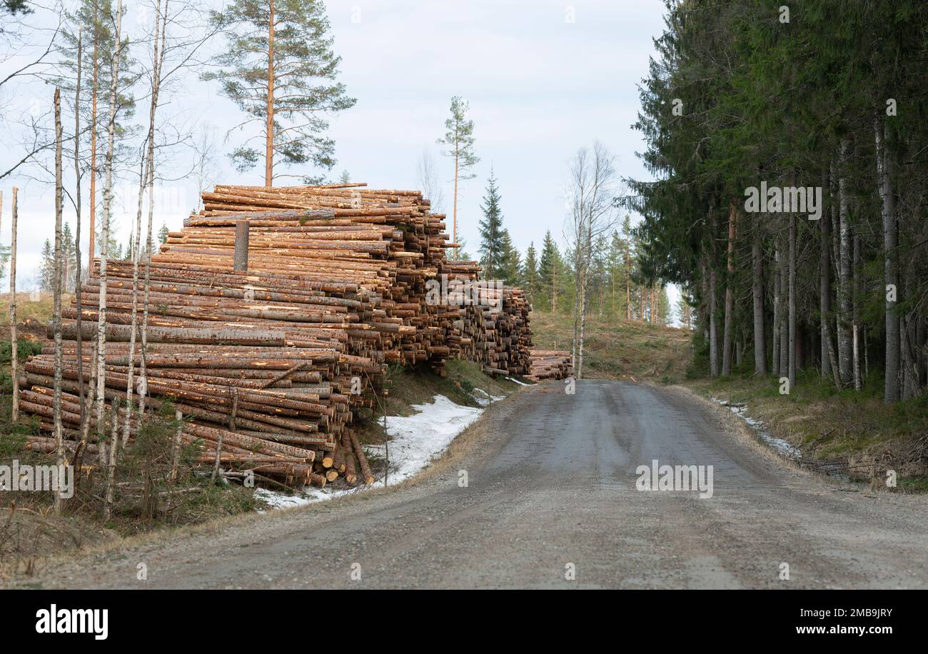 Piling of coniferous trees at the side of a road in sweden in ...