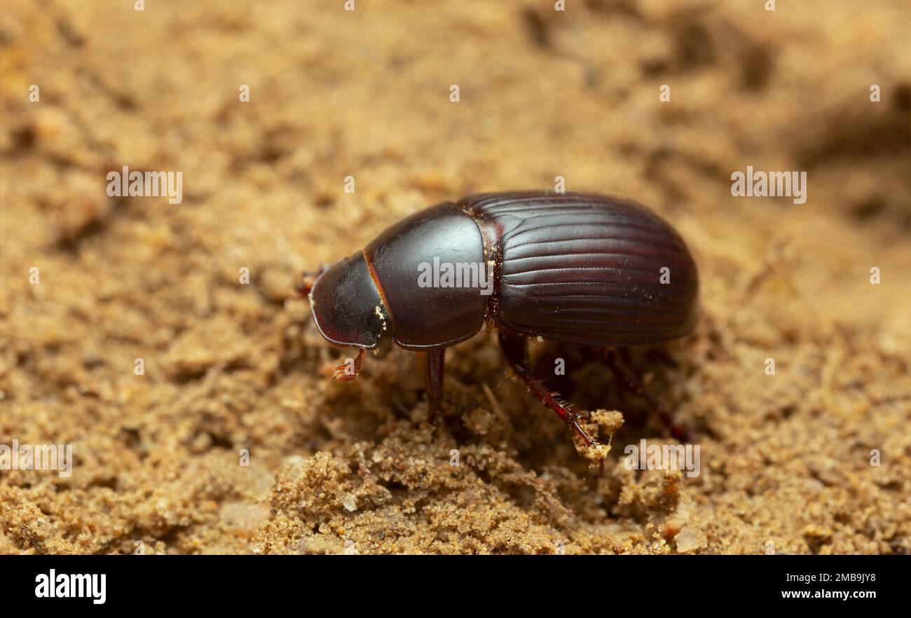 Night-flying dung beetle, Acrossus rufipes on soil, macro photo Stock ...
