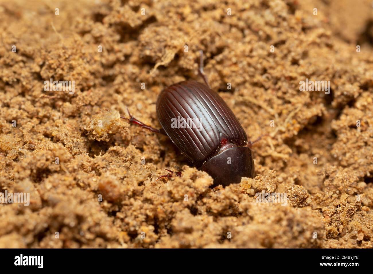Night soil hi-res stock photography and images - Alamy