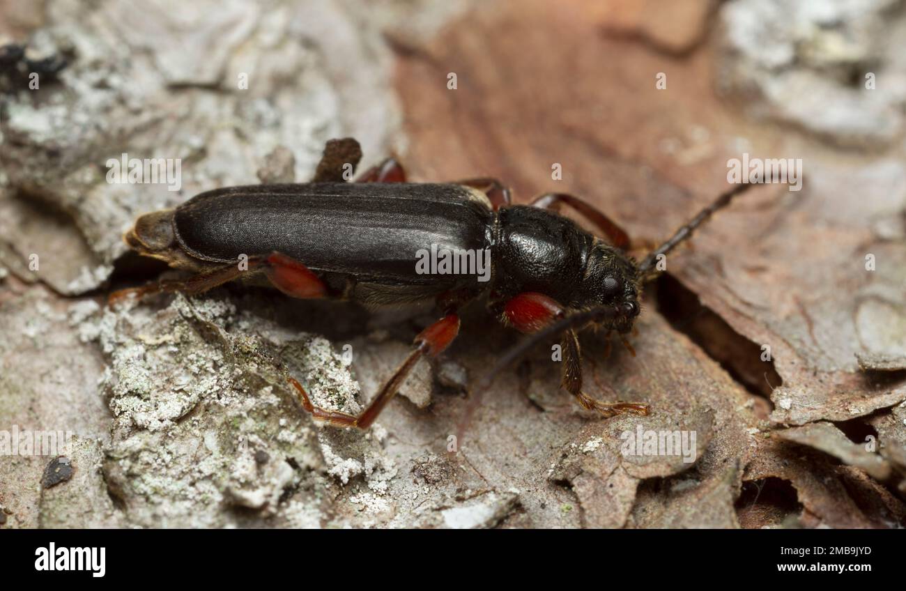 Male longhorn beetle, Tetropium castaneum on fir bark, macro photo ...
