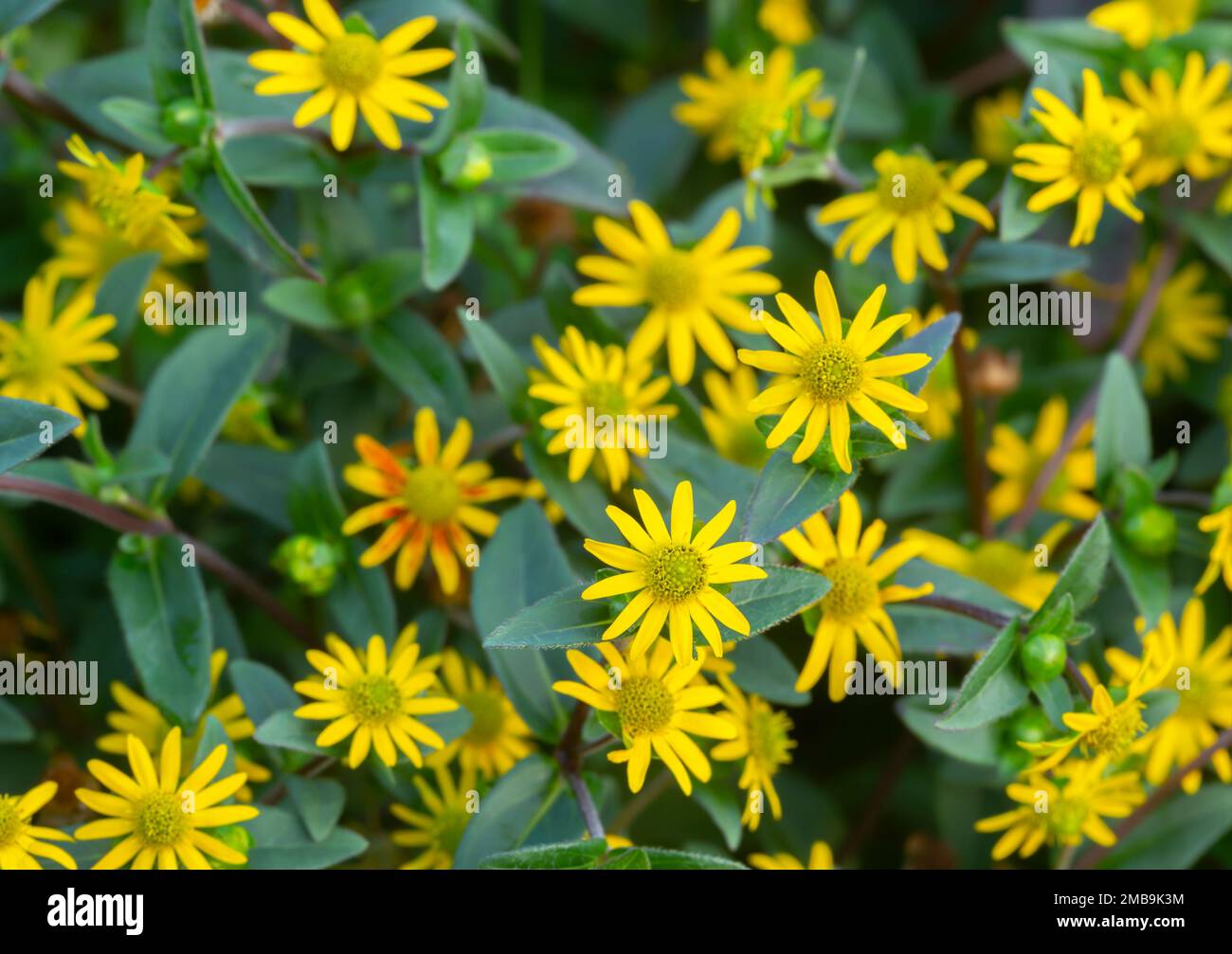 Creeping zinnia hi-res stock photography and images - Alamy