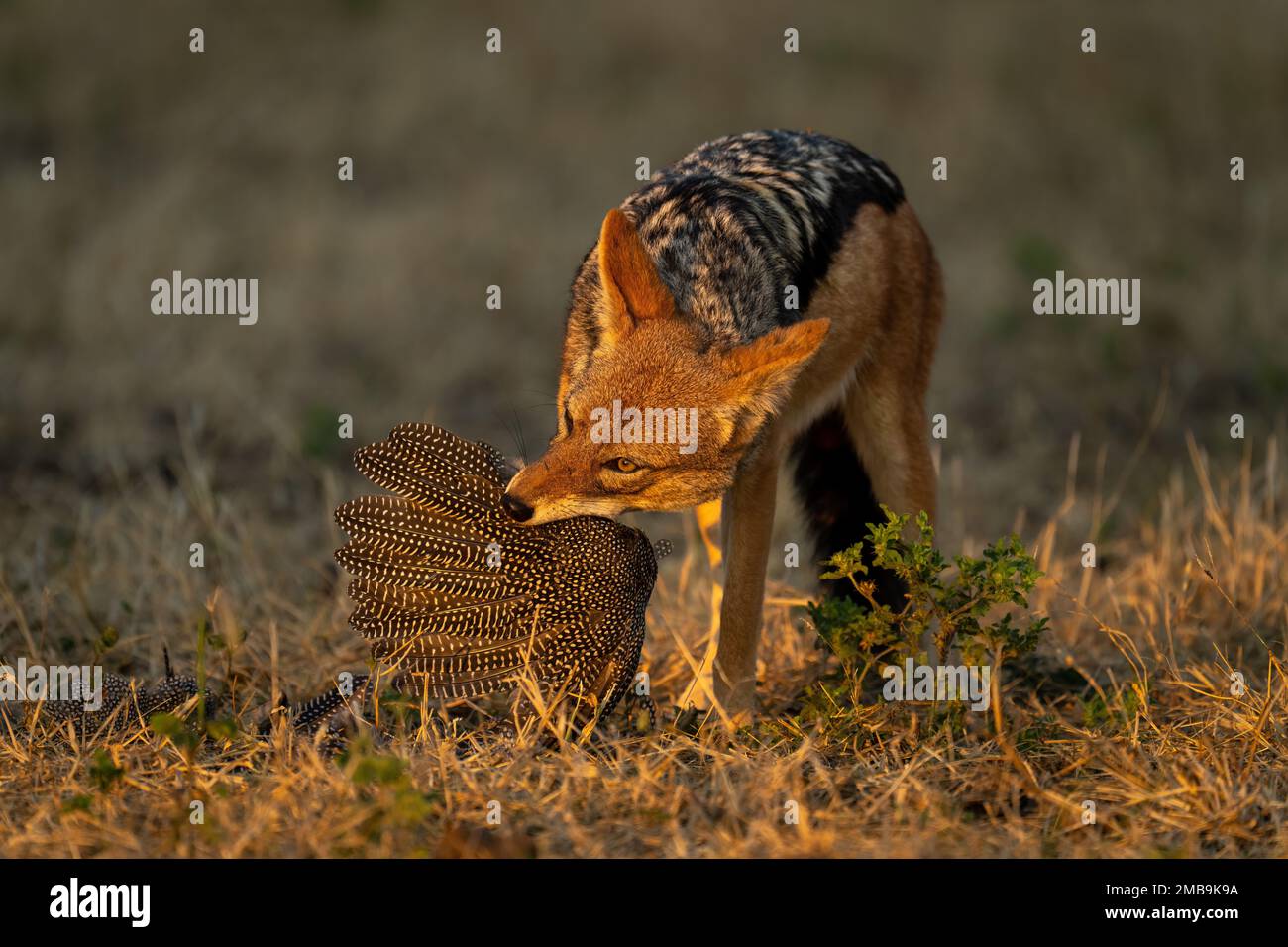 Black-backed jackal stands eating guineafowl in sunshine Stock Photo ...