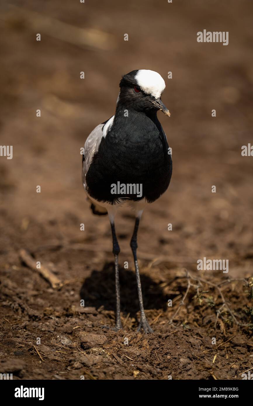 Blacksmith lapwing stands cocking head in sunshine Stock Photo - Alamy