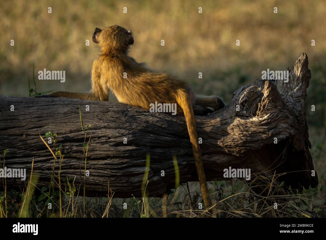 Chacma baboon lies on log facing away Stock Photo - Alamy