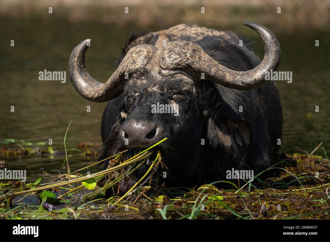 Cape buffalo stands in river pulling grass Stock Photo - Alamy