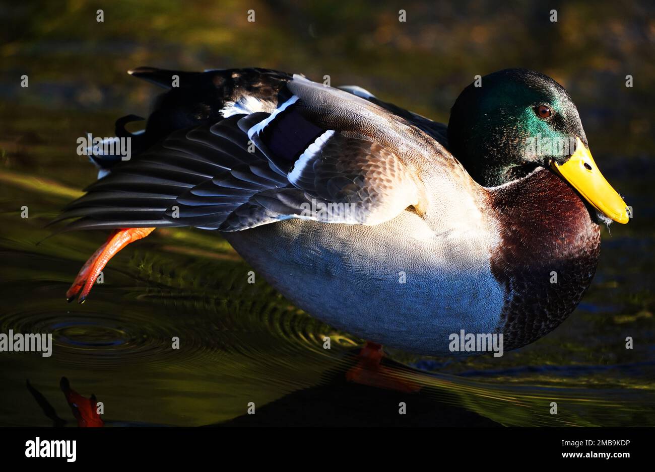 A duck stretches it's leg on the Dodder River in Dublin. Picture date ...