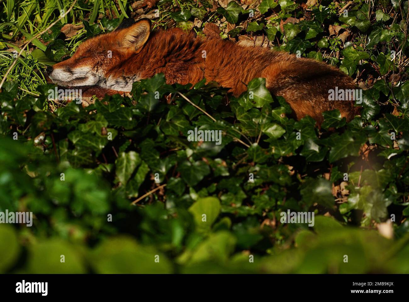 A fox sleeps in the sun on the banks of the Dodder River in Dublin ...