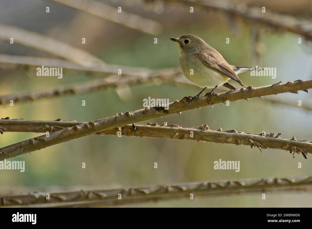 Red-breasted Flycatcher (Ficedula parva Stock Photo - Alamy