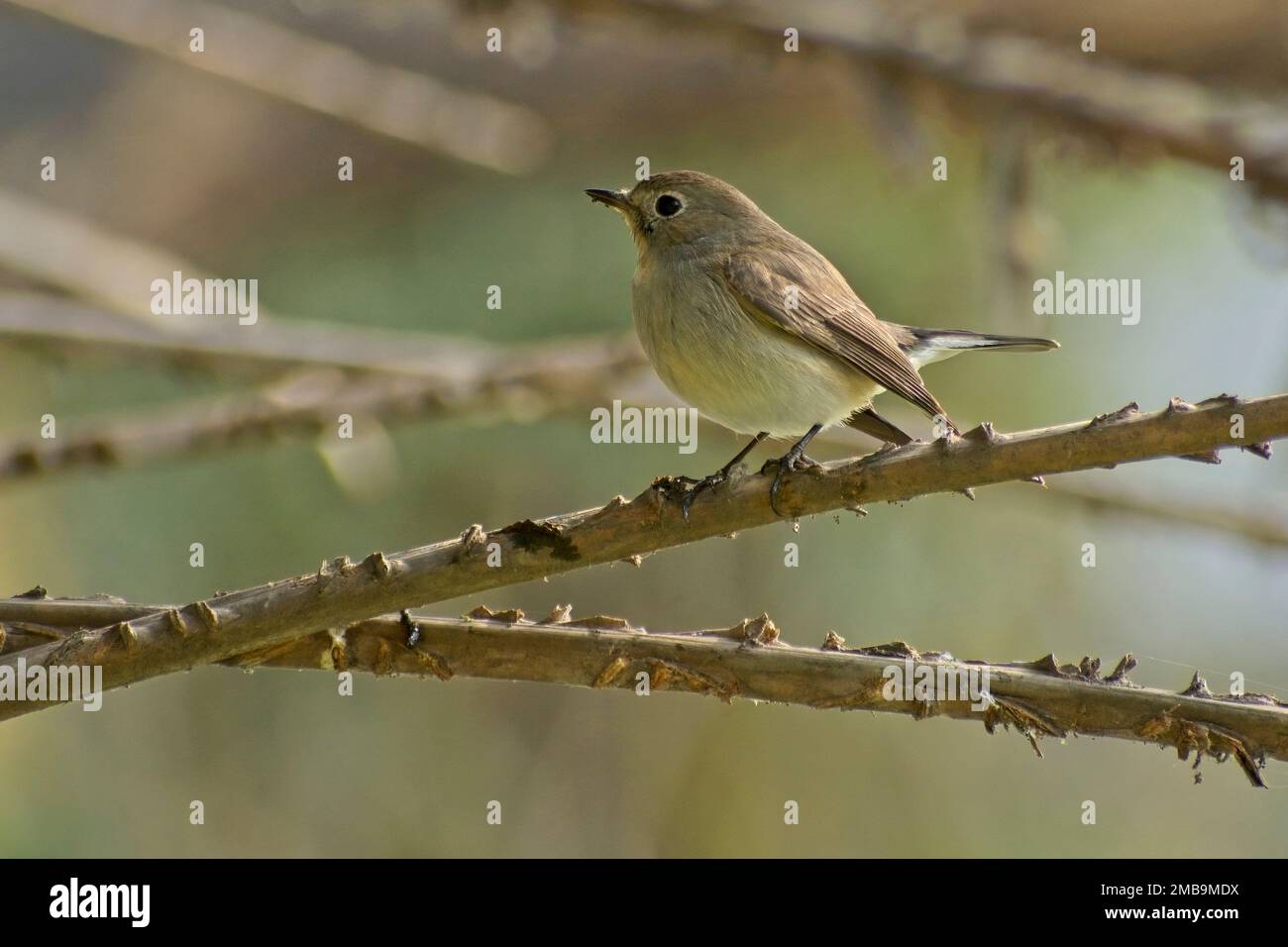 Red-breasted Flycatcher (Ficedula parva Stock Photo - Alamy