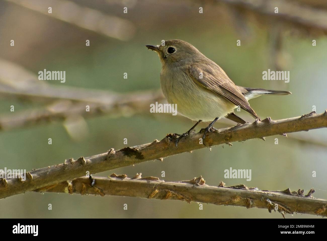 Red-breasted Flycatcher (Ficedula parva Stock Photo - Alamy