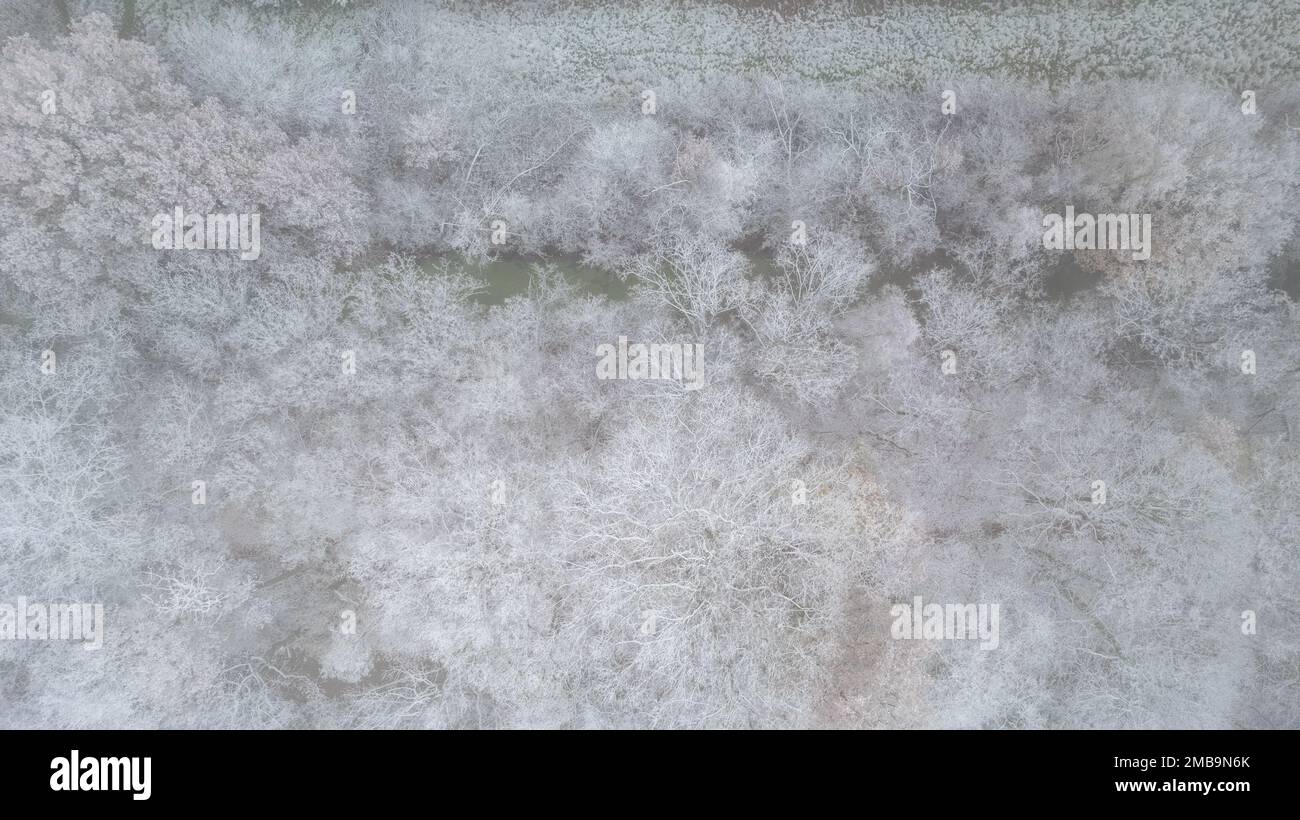 Top view of forest in winter, covered with snow, aerial view, shot by a ...