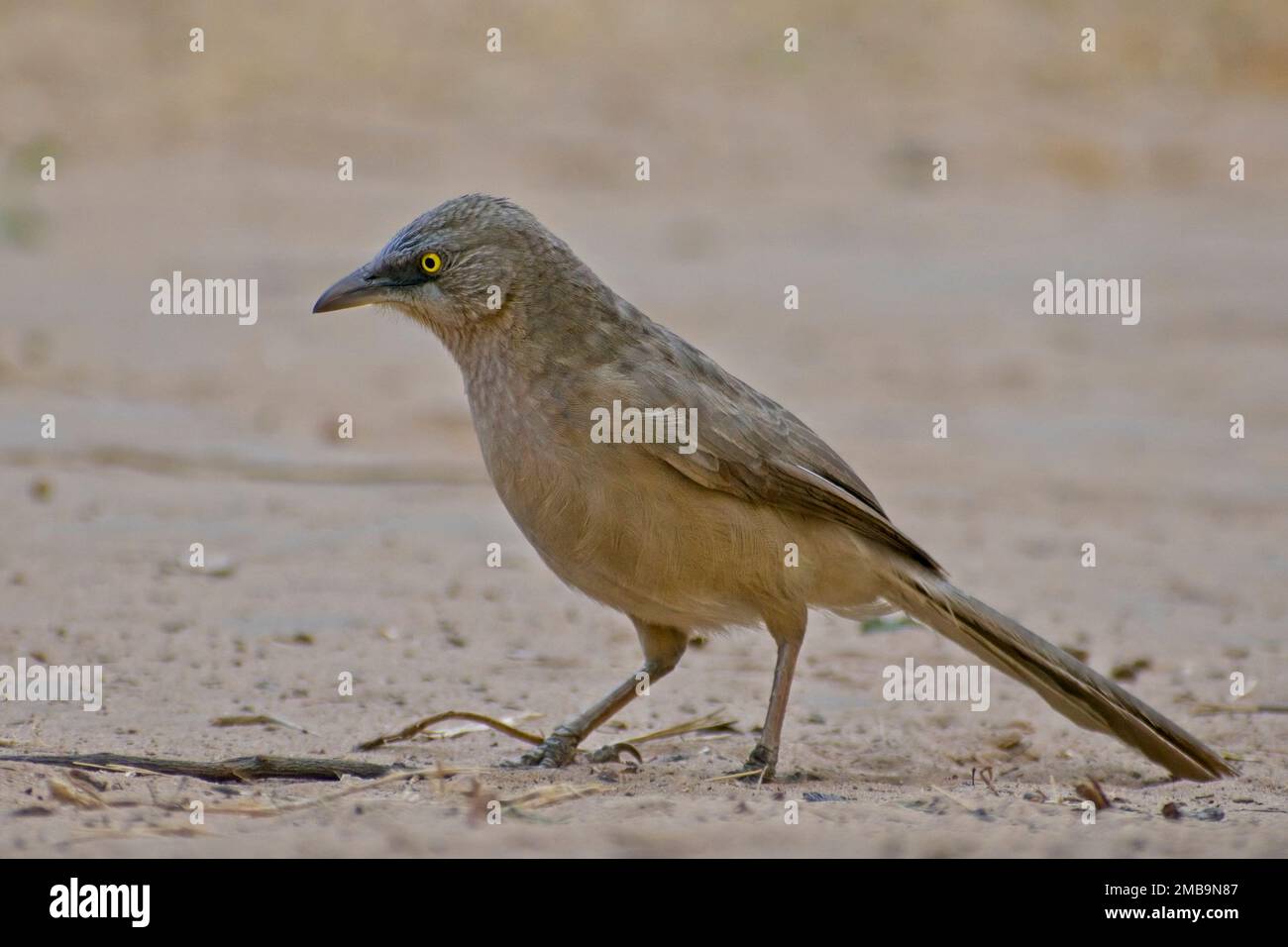 Large gray bird hi-res stock photography and images - Alamy
