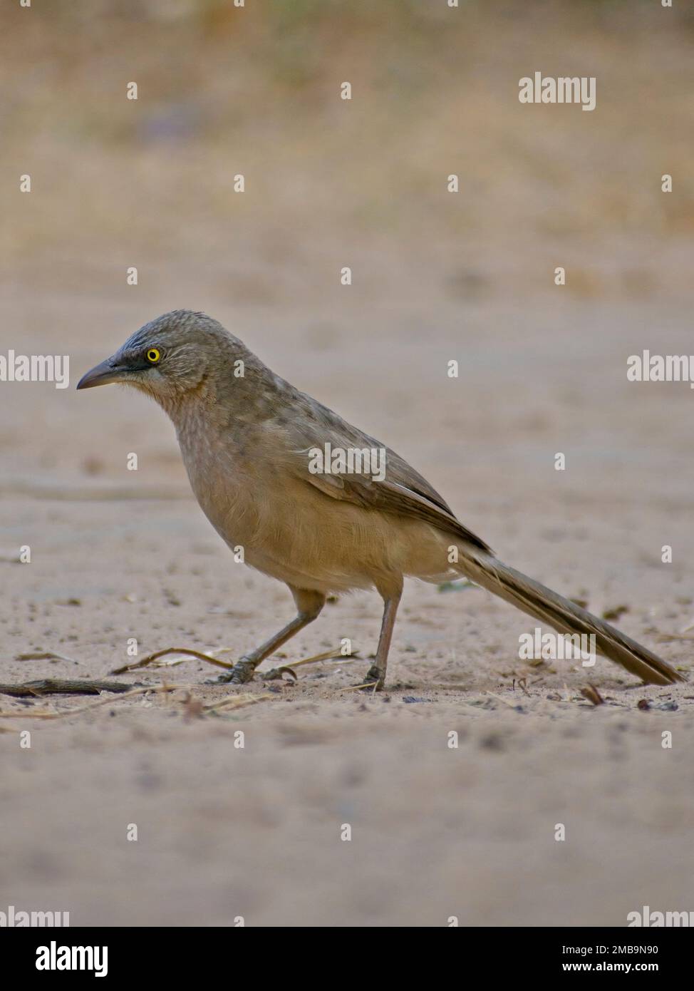 Large gray bird hi-res stock photography and images - Alamy
