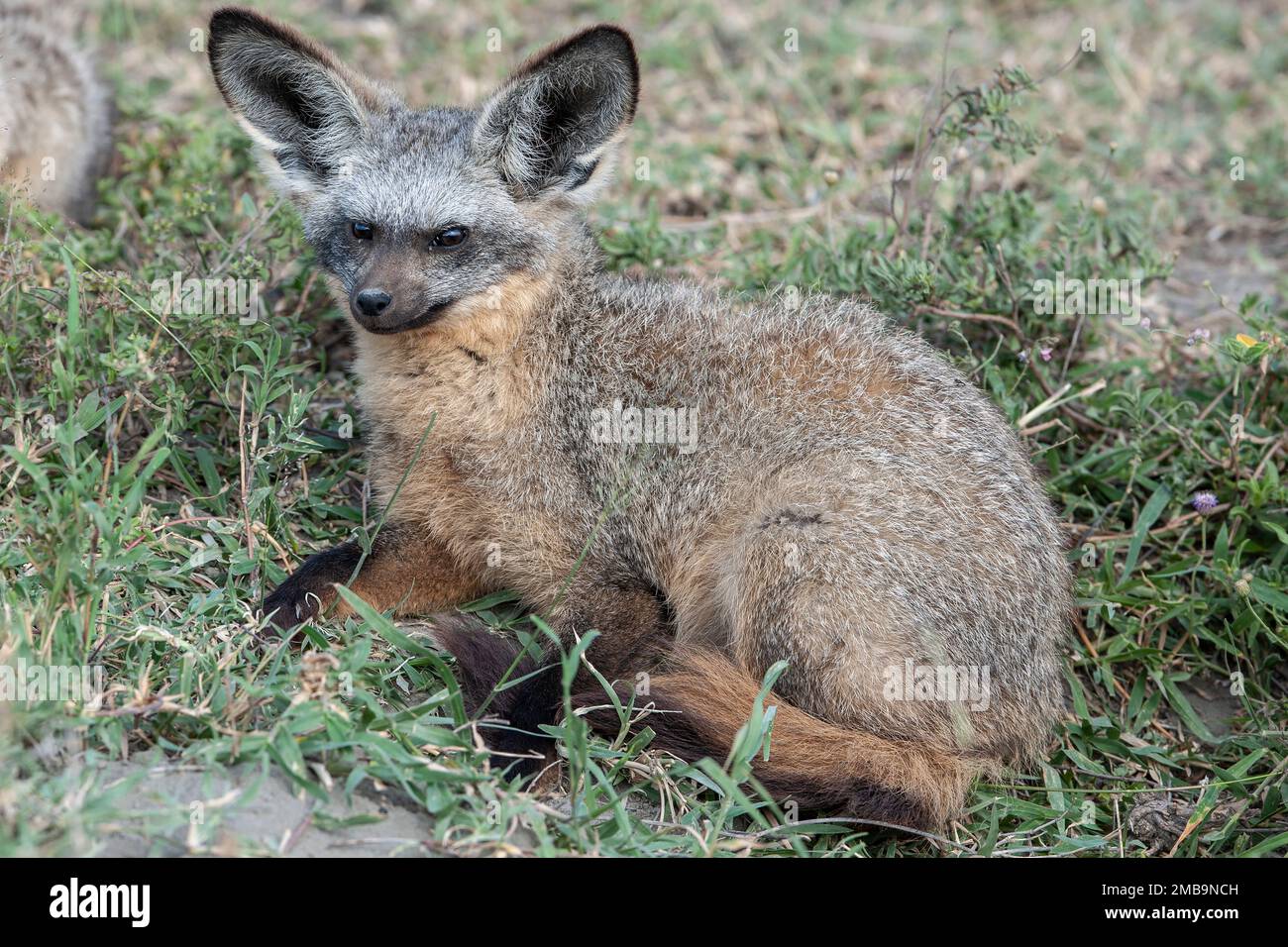 africa, Bat-eared fox Stock Photo - Alamy