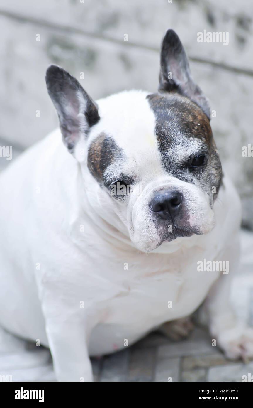 dog or French bulldog or old dog ,old french bulldog Stock Photo - Alamy