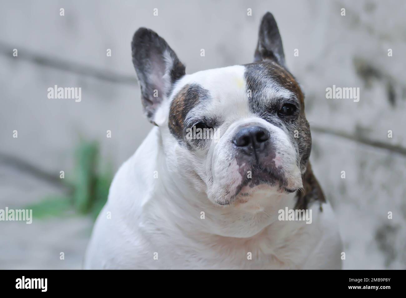 dog or French bulldog or old dog ,old french bulldog Stock Photo - Alamy