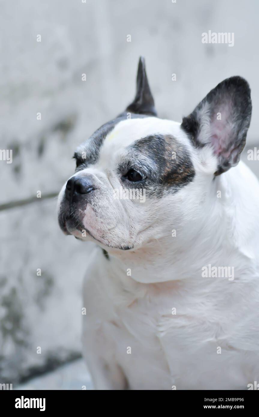 dog or French bulldog or old dog ,old french bulldog Stock Photo - Alamy