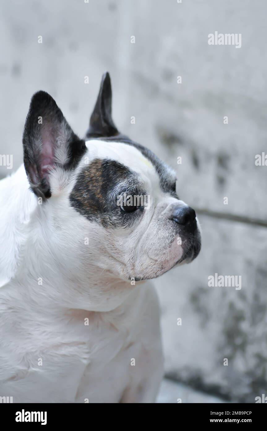dog or French bulldog or old dog ,old french bulldog Stock Photo - Alamy