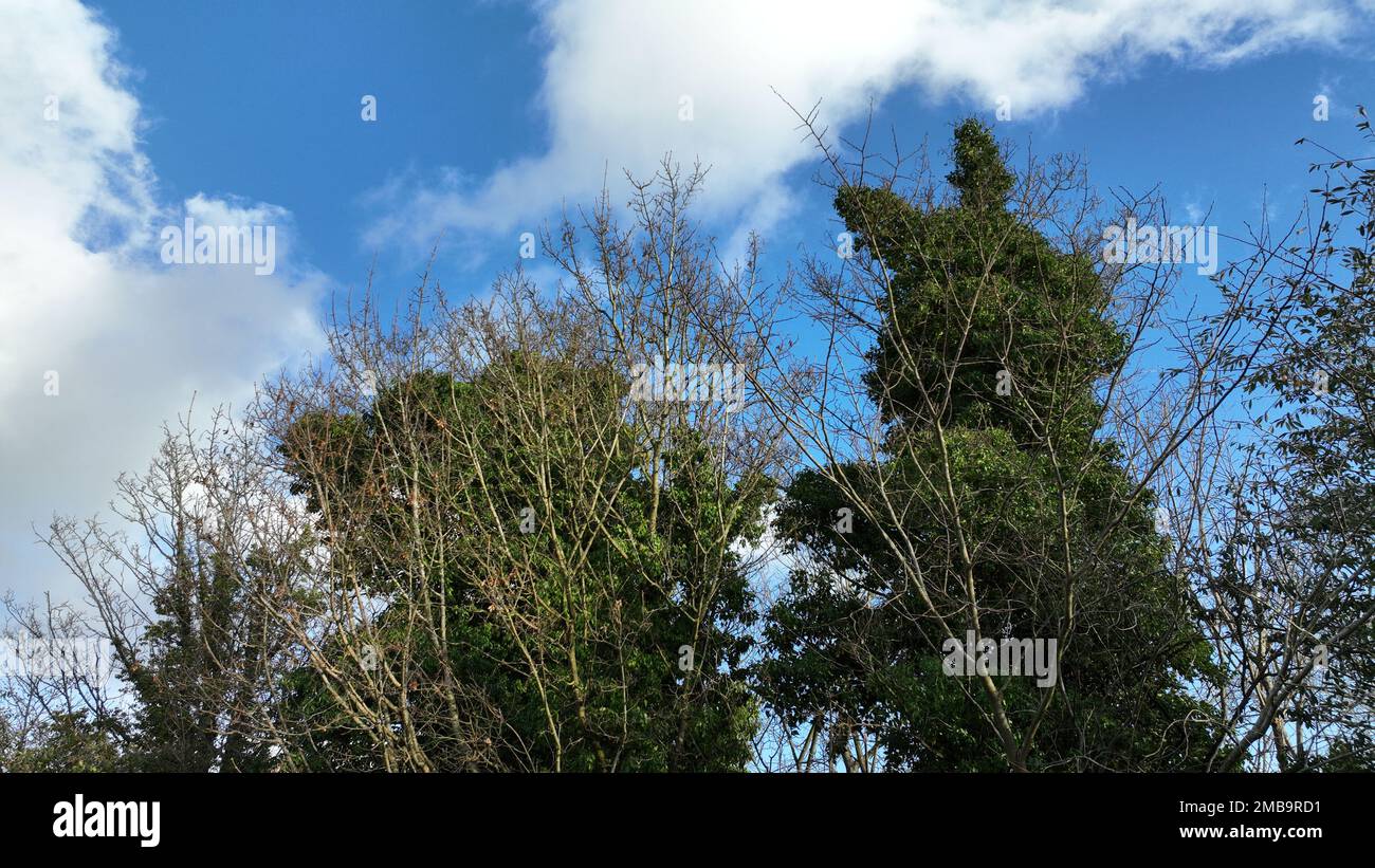 a clear blue sky behind lush trees Stock Photo - Alamy