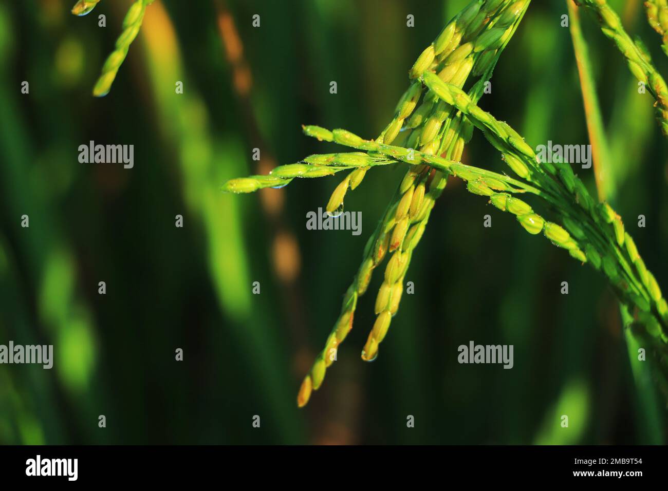 Closeup of new growing green rice ear with the morning light Stock ...