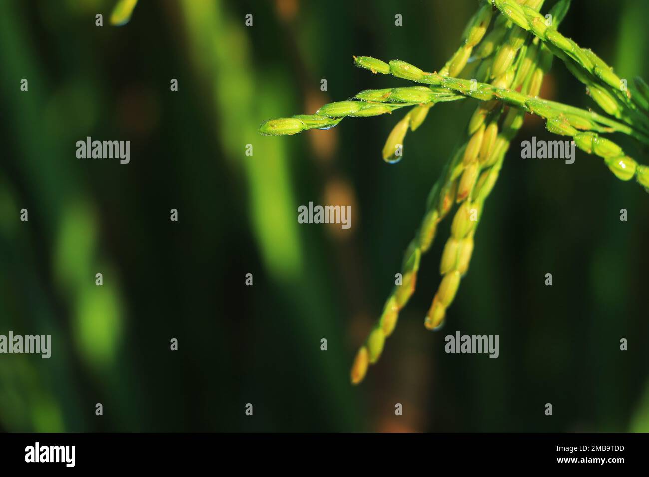 Close up of green paddy rice Stock Photo - Alamy