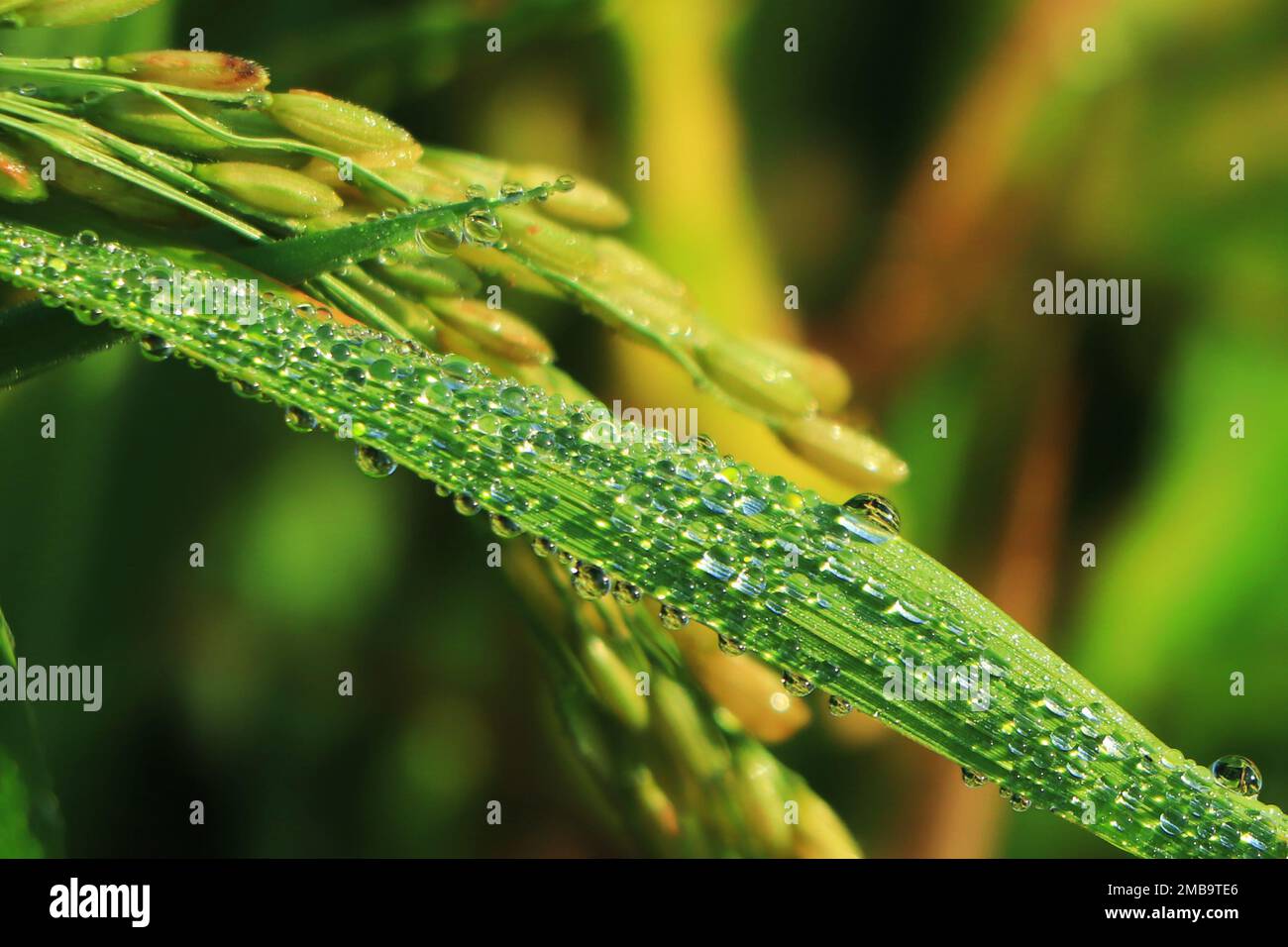 rice field in north Thailand, nature food landscape background. Drop ...