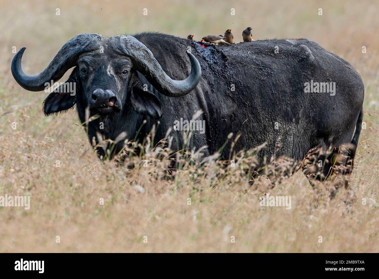 africa, Cape buffalo Stock Photo - Alamy