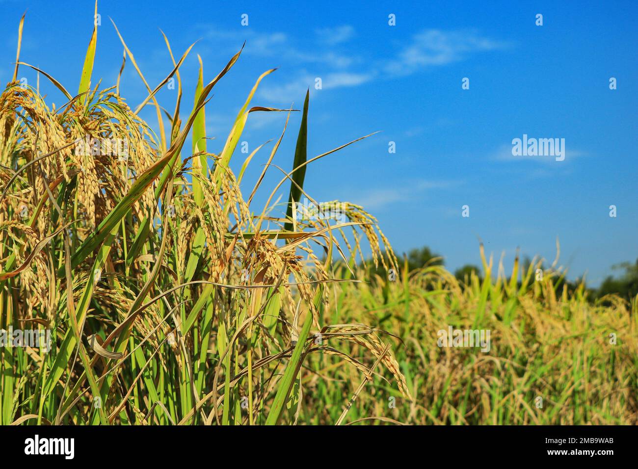 Closeup of mature rice is ready to harvest. Rice plant with blue sky at ...