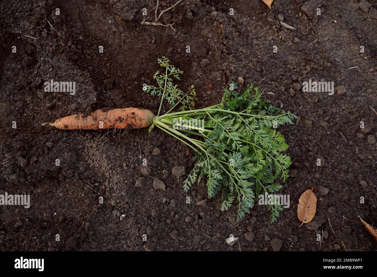Fresh organic carrots with green leaves on the ground. Vegetables ...