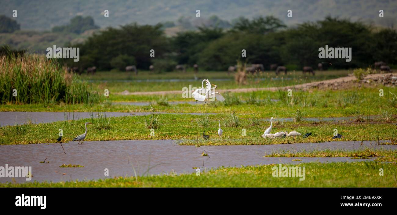 Parco nazionale del lago manyara hi-res stock photography and images ...