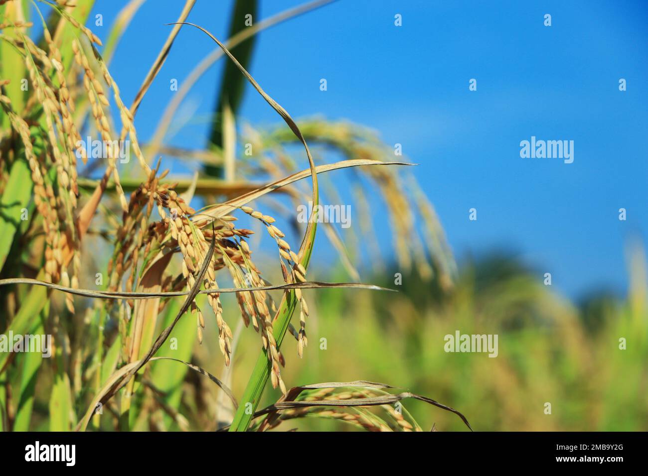 rice field at Bangladesh, nature food background Stock Photo - Alamy