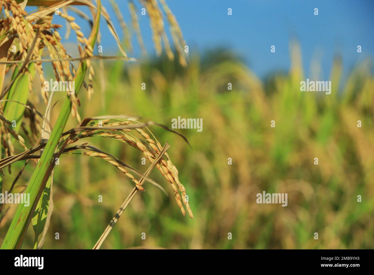 Wide and close-up shots of rice fields. Natural attractions, Green rice ...