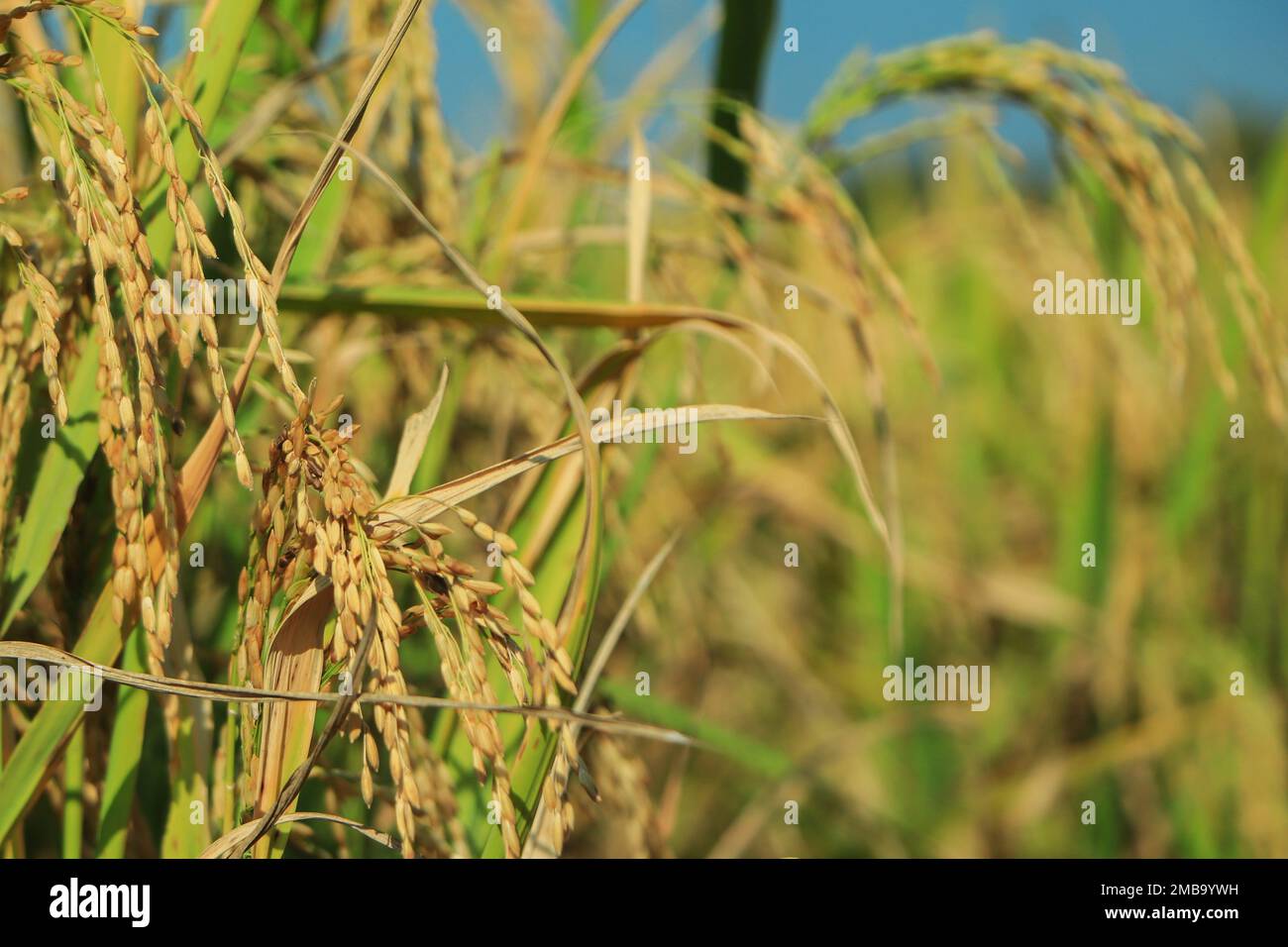 Rice farm- Rice field- Rice paddy, rice pants Rice paddy at Dhaka ...