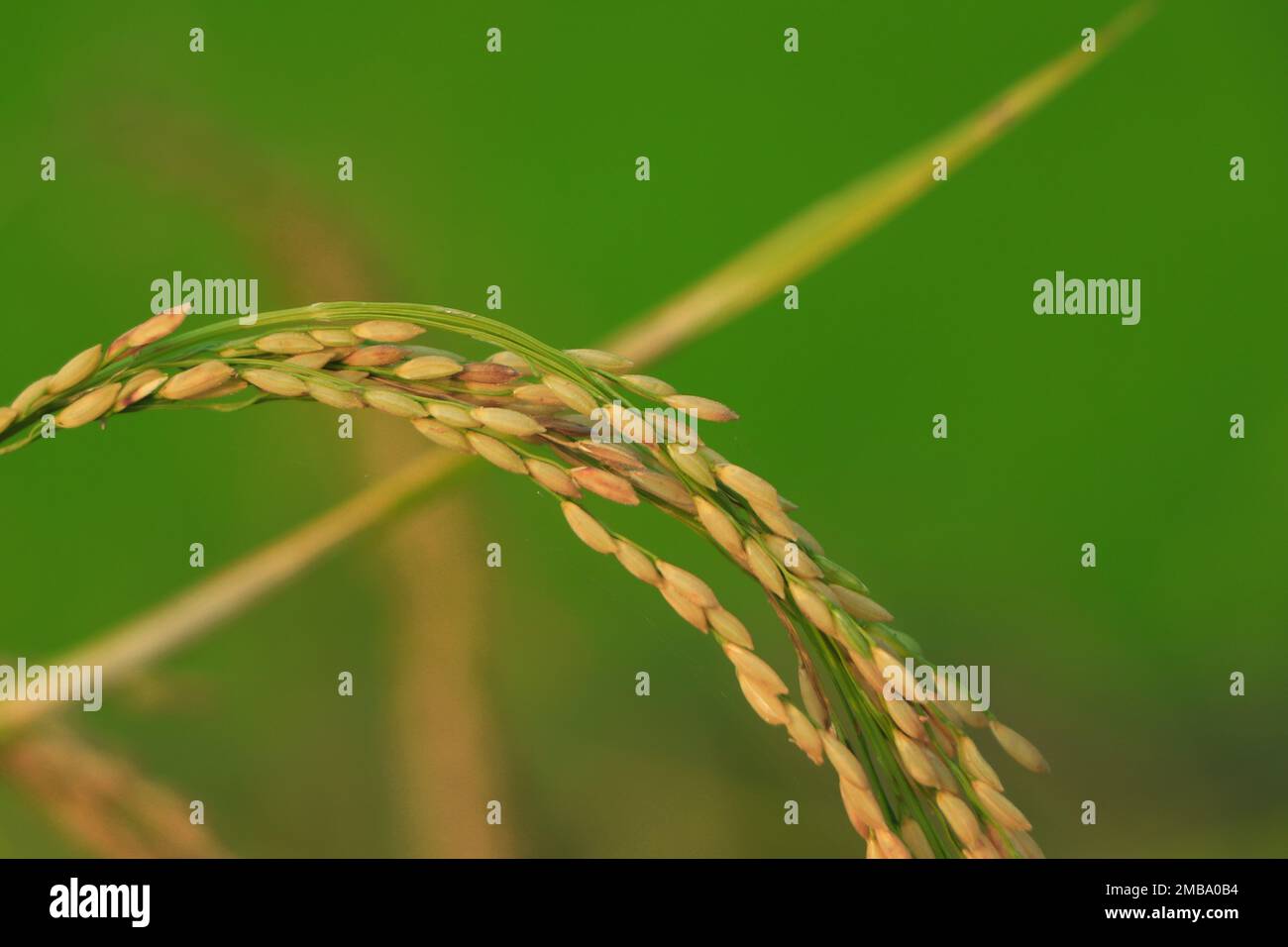 Rice field with golden ear of rice ready for harvest, close up of ...